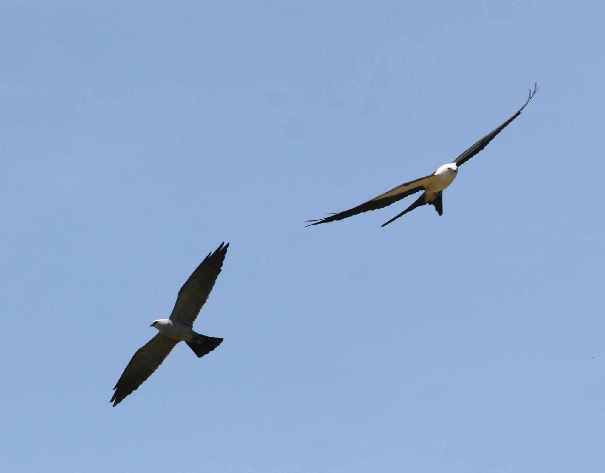 Kite Identification Tips – Orleans Audubon Society